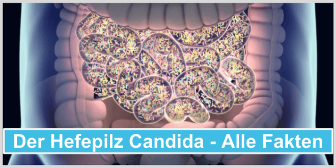 Was genau ist Candida eigentlich? - Alle Fakten in unserem Ratgeber!